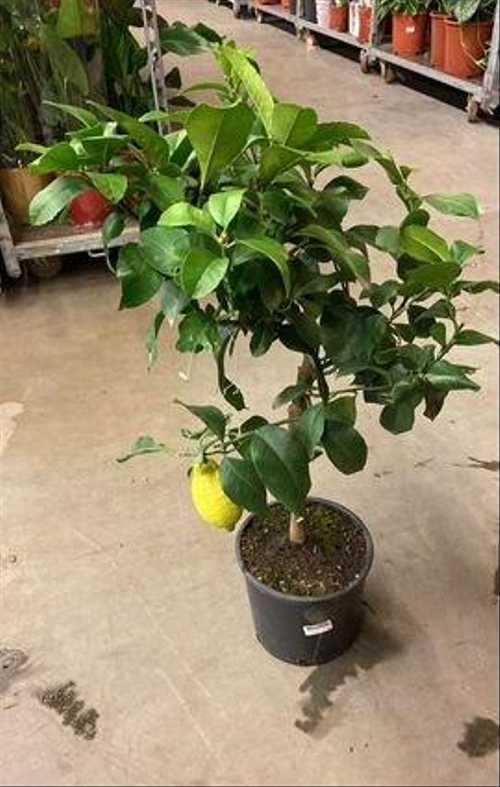 Лимон с плодами Италия/Лимонное дерево