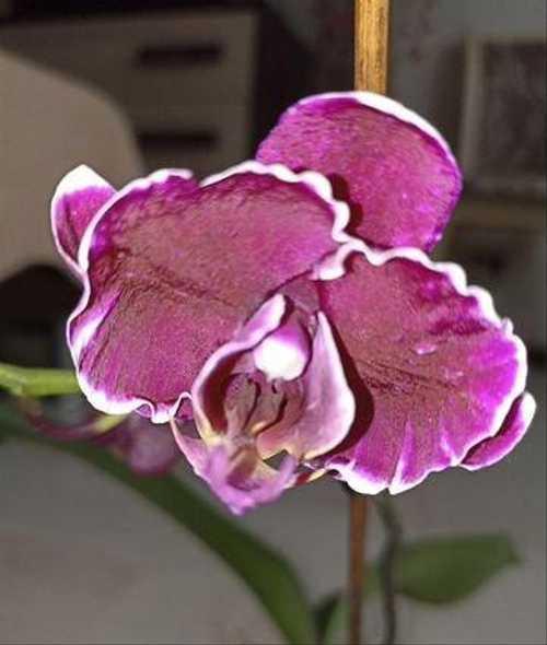 Орхидея Phal. Ever spring King x Potzu Beauty