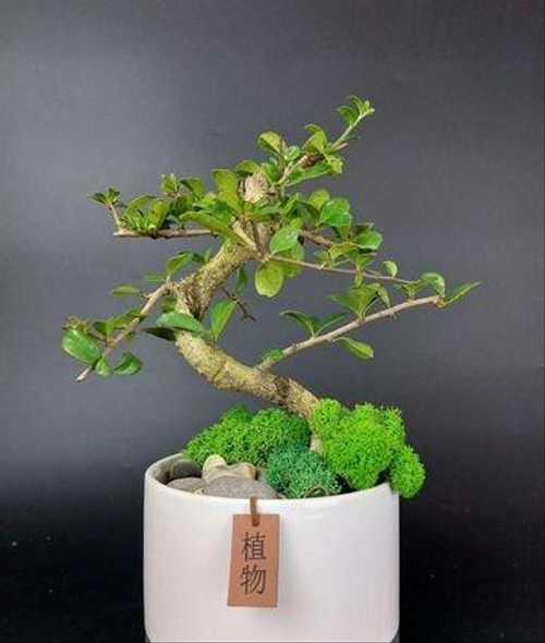 Чайное дерево бонсай
