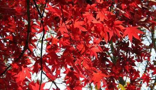 Клен японский (Acer palmatum dissectum) семена