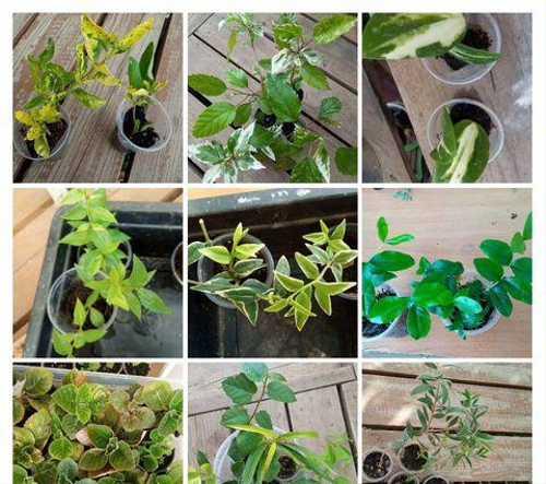Более 22 видов комнатных растений