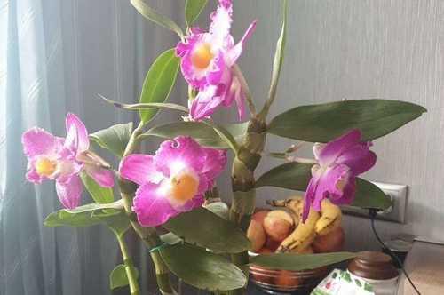 Орхидея Дендробиум нобиле