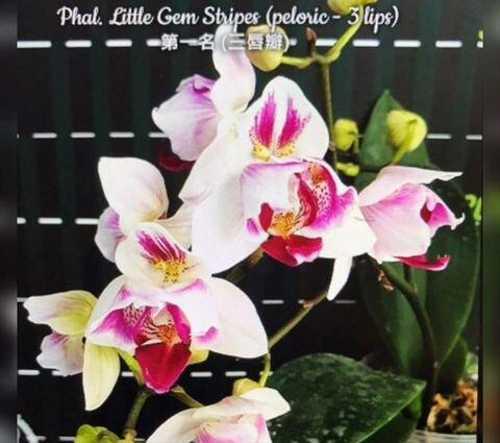 Орхидея пелорик Phal. littel Gem Stripes (peloric