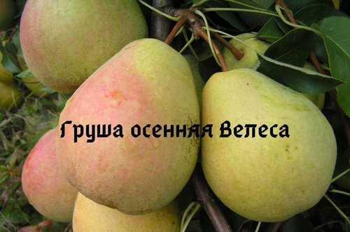 Груша осенняя Велеса