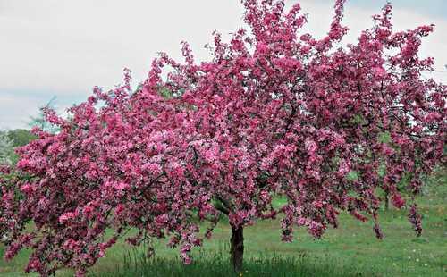 Яблоня Недзвецкого