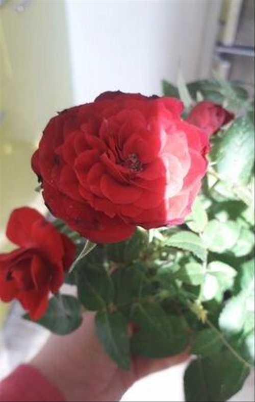 Роза комнатная бенгальского типа саженцы цветы под