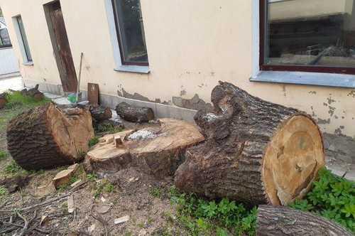 Дуб на слебы