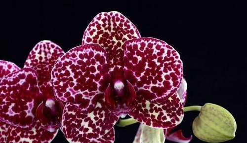 Орхидеи фаленопсис Wild Cat и другие