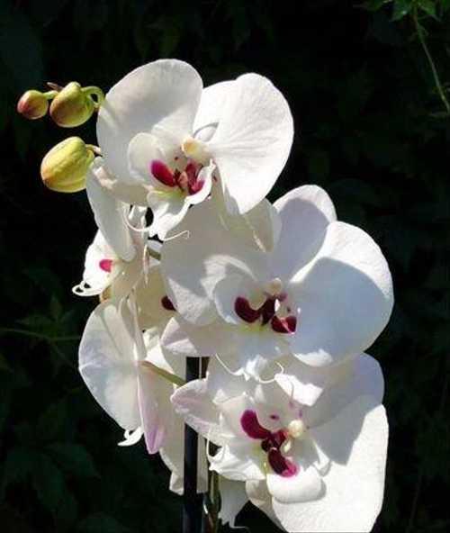 Орхидея фаленопсис биг лип reyoung price