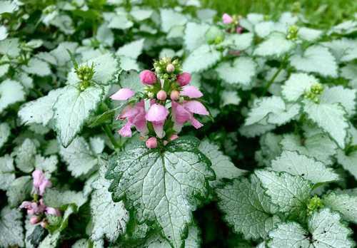 Яснотка крапчатая Beacon silver. Почвопокровник