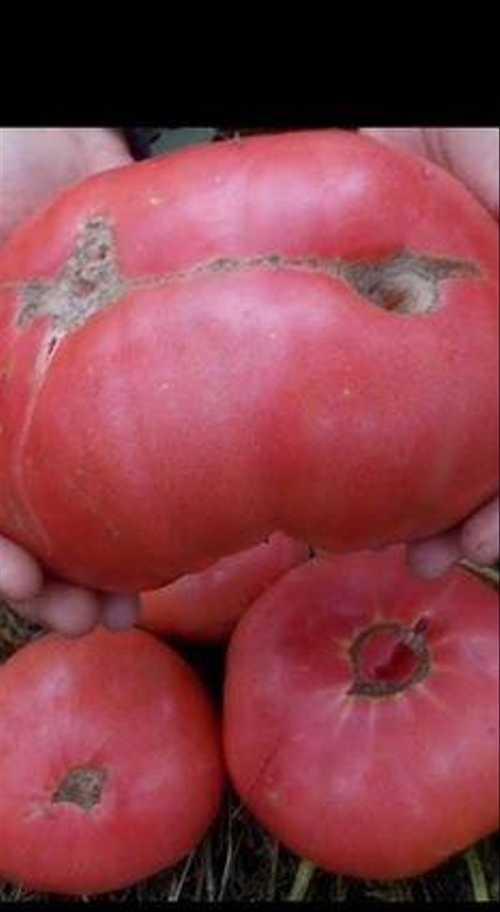 Семена старинного сорта помидоров из СССР 60-х