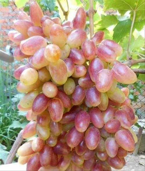 Саженцы столового винограда Преображение (зкс)