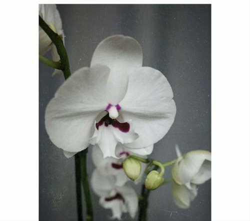 Цветущая орхидея фаленопсис Биг лип Reyoung Prince