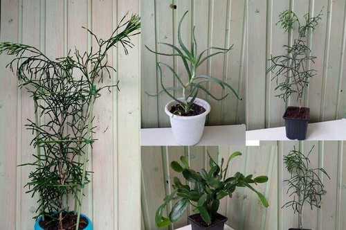 Разные комнатные растения
