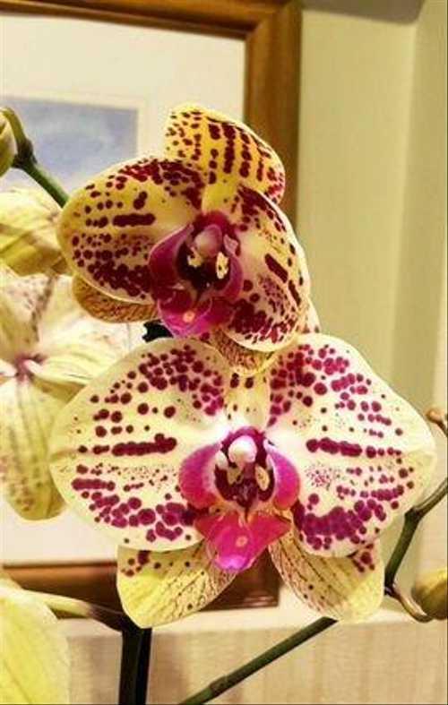 Frontera орхидея фаленопсис цветущая с бутонами