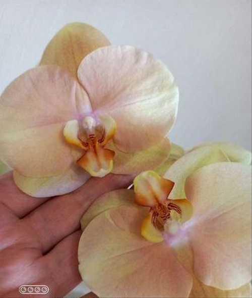 Орхидея фаленопсис Карина /Африканский закат