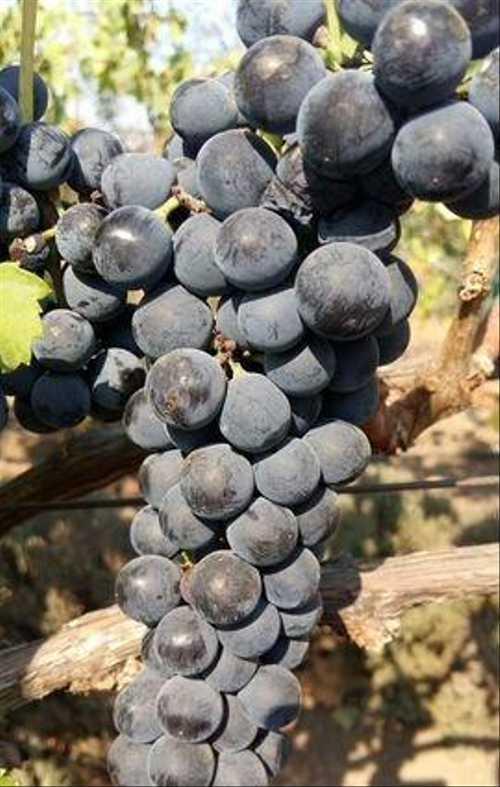 Саженцы технических, столовых сортов винограда