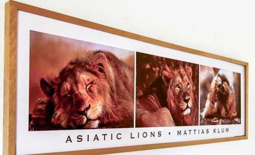 Картина Икеа Львы Lions