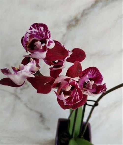 Орхидея фаленопсис пелорик Cranberry cha-cha pelor
