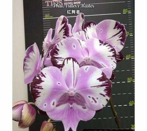 Орхидея фаленопсис малыши разные