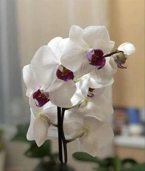 Орхидея фаленопсис Purple Heart сортовая