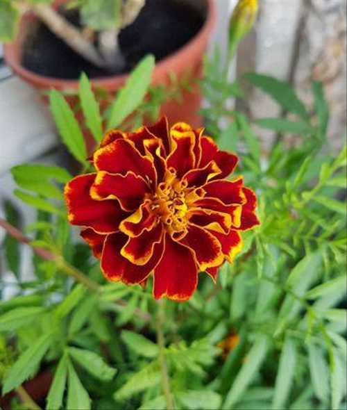 Бархатцы отклоненные семена