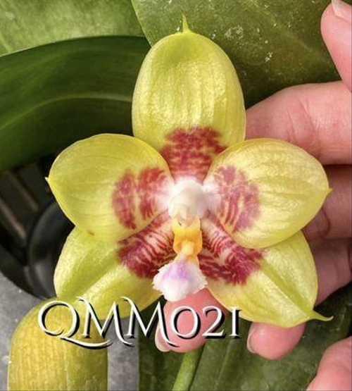 Орхидея фаленопсис QMM-021 Phal. Yaphon Christmas