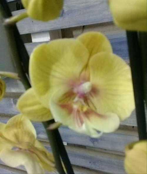 Орхидея Phal. Big Lip цветущий