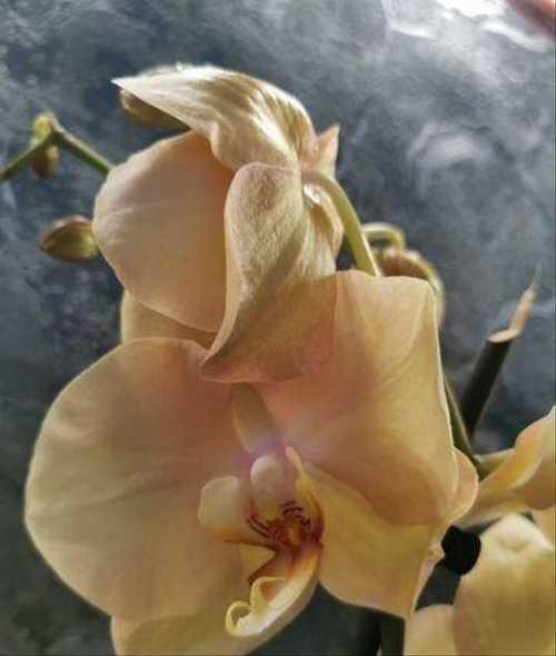 Орхидея фаленопсис carina, mariola