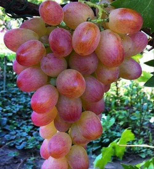 Саженцы винограда столового Ливия (зкс)