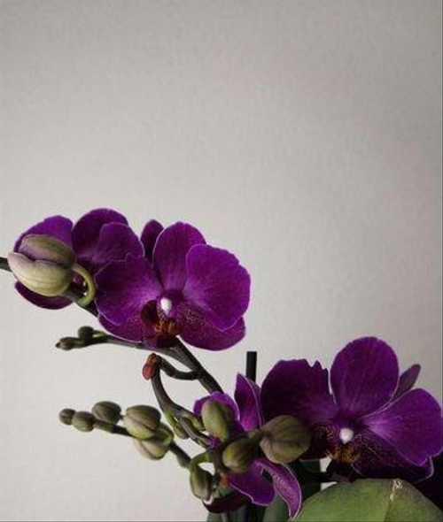 Орхидея с мутацией Морелия