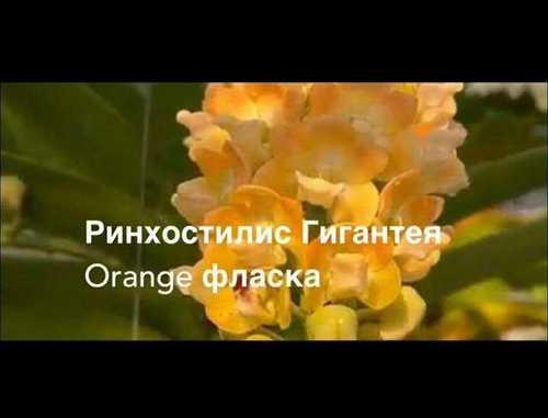 Ринхостилис Гигантея Orange флакса