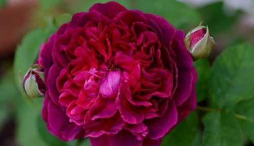 Питомник продаёт розу английскую Вильям Шекспир