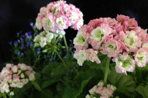 Пеларгония Сортовая в ящике