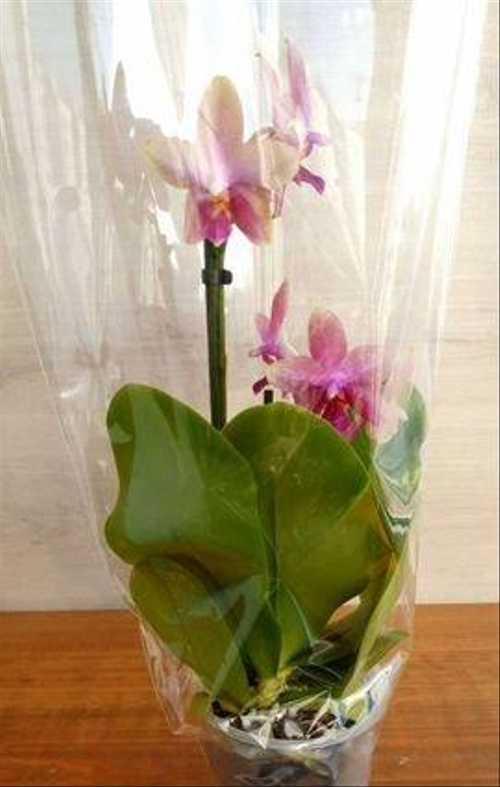 Орхидея 94860 фаленопсис арома Лиодоро 2 ветви