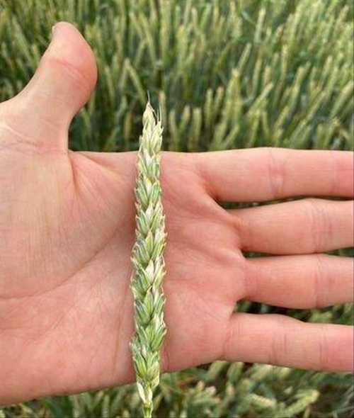 Семена канадской озимой пшеницы