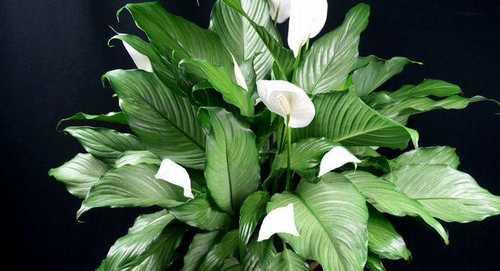 Спатифиллум