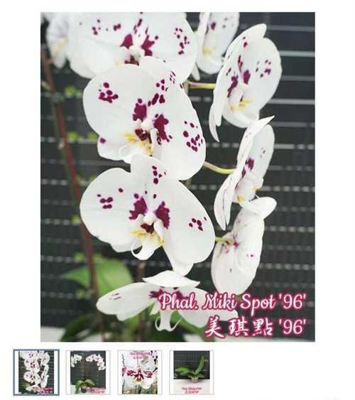Орхидея, фаленопсис. Miki Spot 96