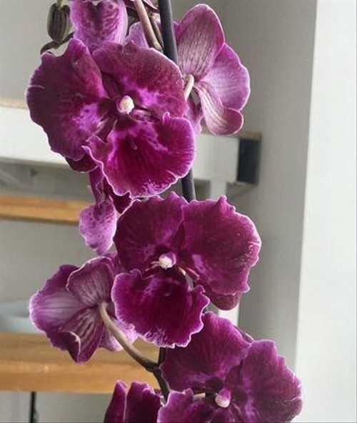 Орхидея фаленопсис Абба. 1 ств. Наличие