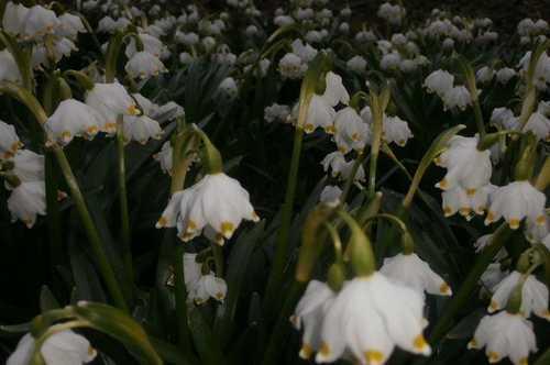 Цветы первоцветы для клумбы и сада