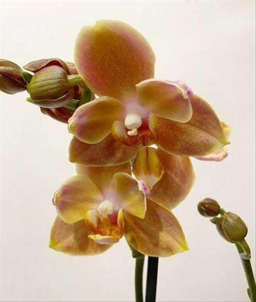 Орхидея фаленопсис брион бантик