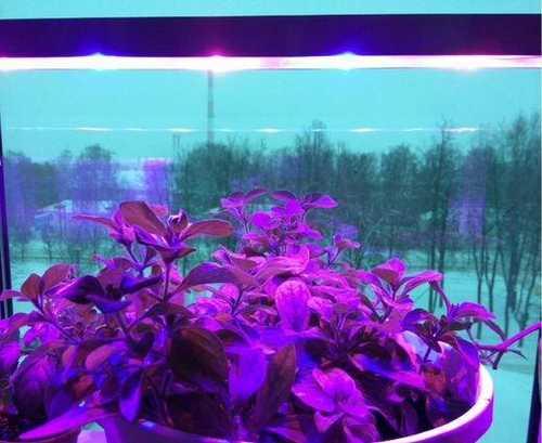 Фитолампа светодиодная 30W