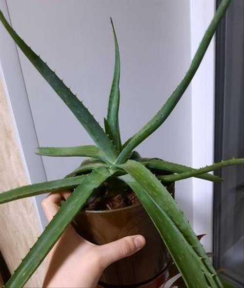 Алоэ Настоящее (Aloe Vera)