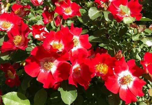 Саженцы роз флорибунда