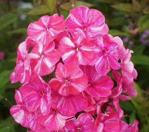 Флокс paniculata Freckle Red Shades