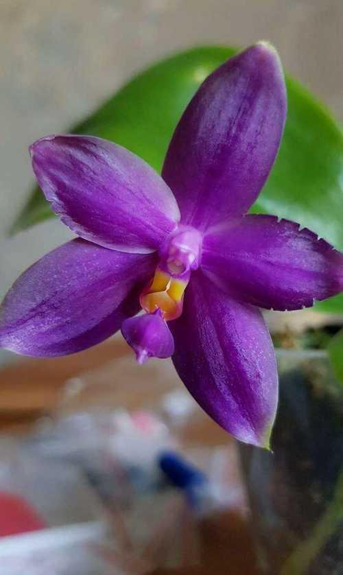 Орхидея фаленопсис Violacea indigo samera bleu