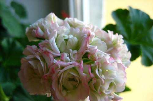 Черенок Пеларгония герань Apple Blossom розебудная
