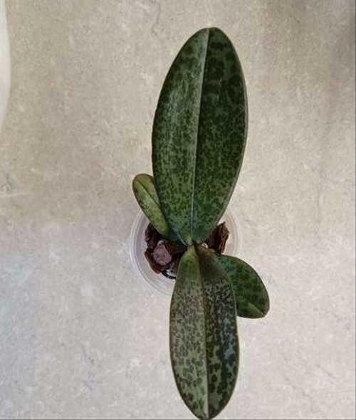 Орхидея фаленопсис Одорион