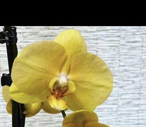 Орхидея фаленопсис Африканский закат или Карина