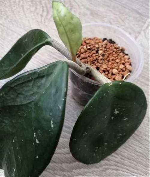 Хойя Carnosa round leaves splash